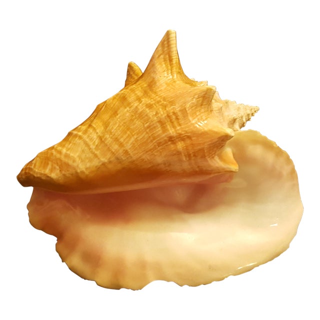 Large Queen Bahamian Conch Shell | Chairish