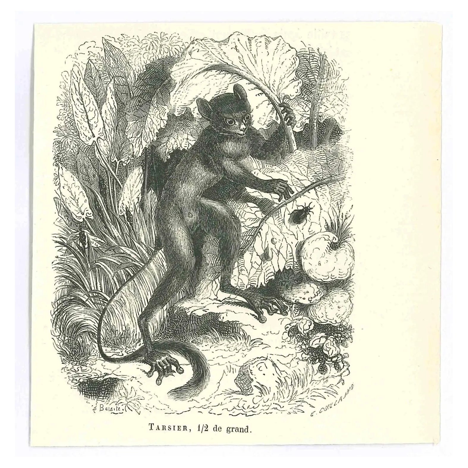 Paul Gervais, Tarsier, Original Lithograph, 1854 | Chairish