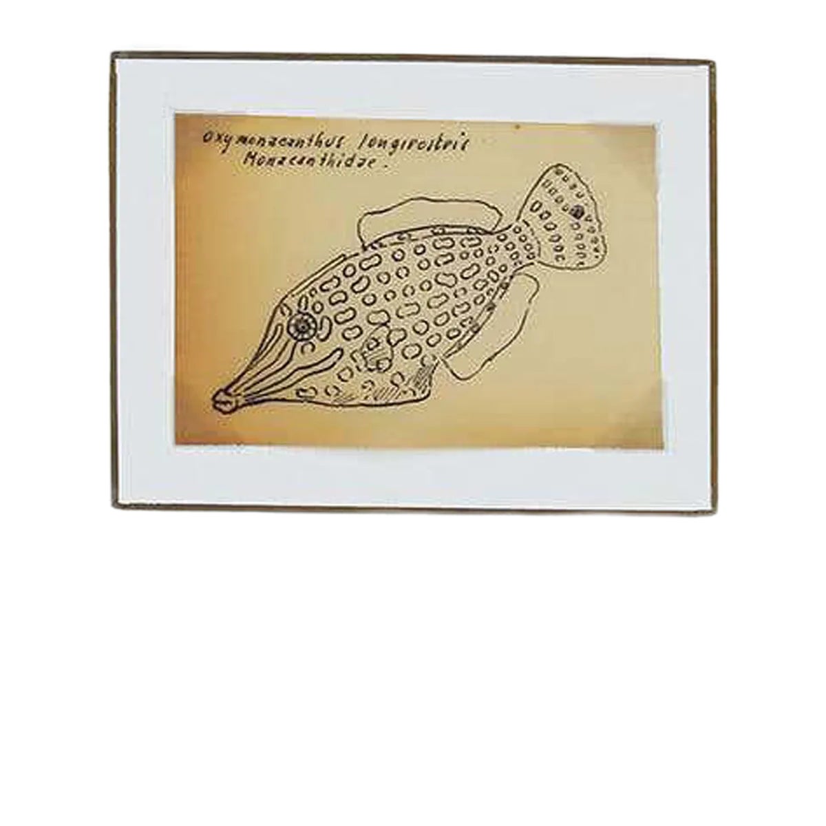 20th Century Scientific Drawing of an Orange Spotted Filefish by David ...