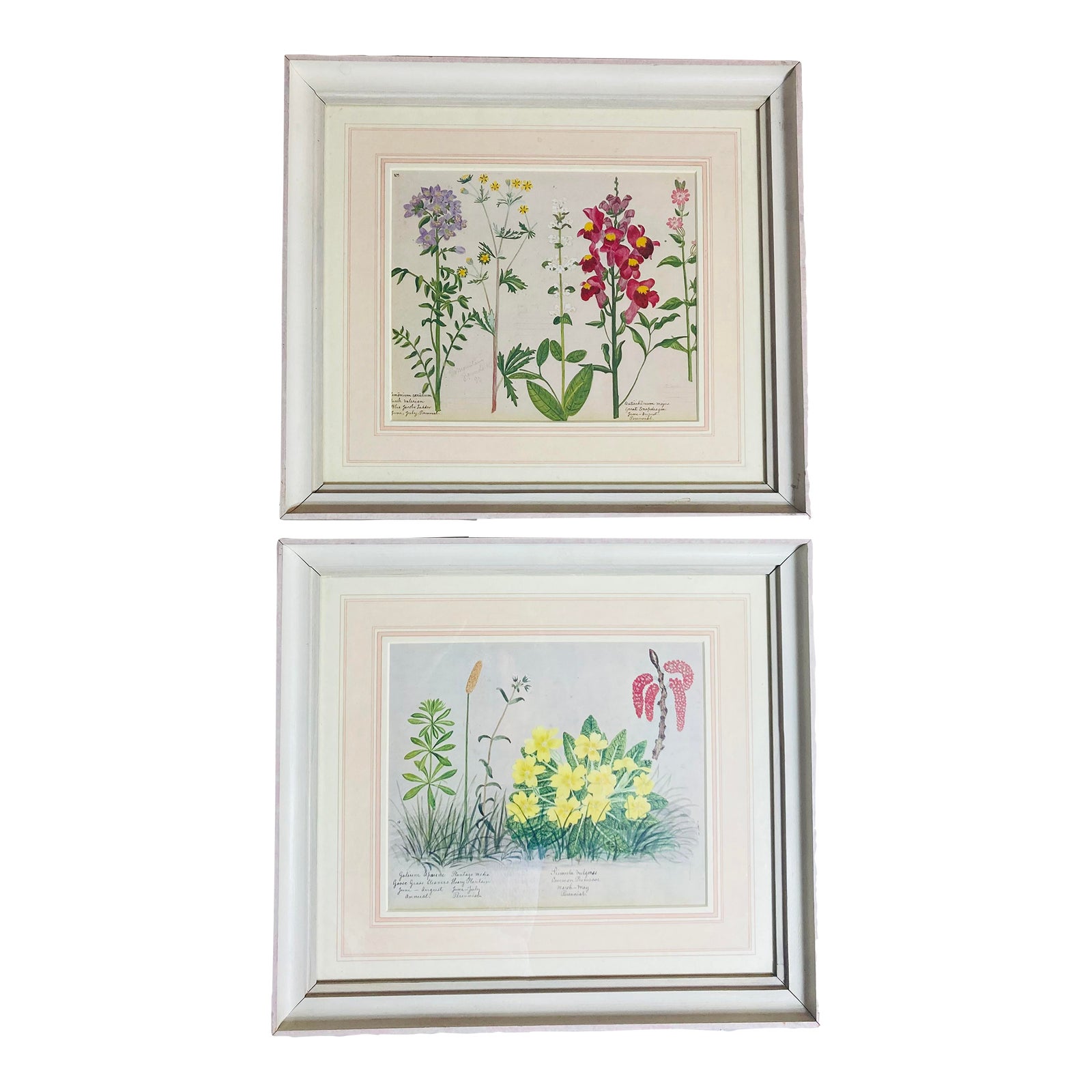 Antique English Botanical Prints, Framed | Chairish