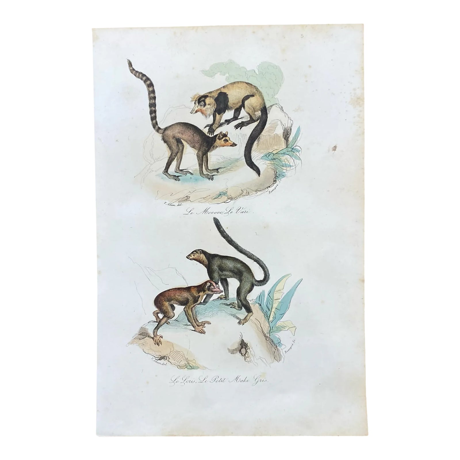 French Antique 18th Century "Le Mococo" Animal Engraving Hand Colored ...