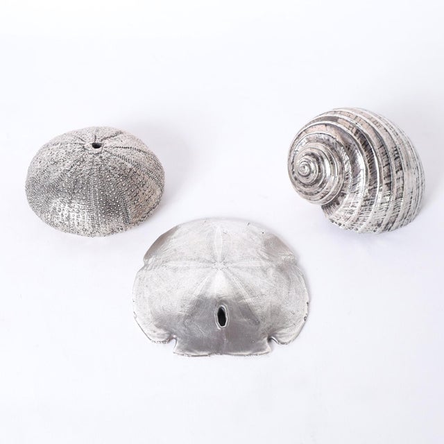 Silver Plated Seashell Turbo Seashell | Chairish