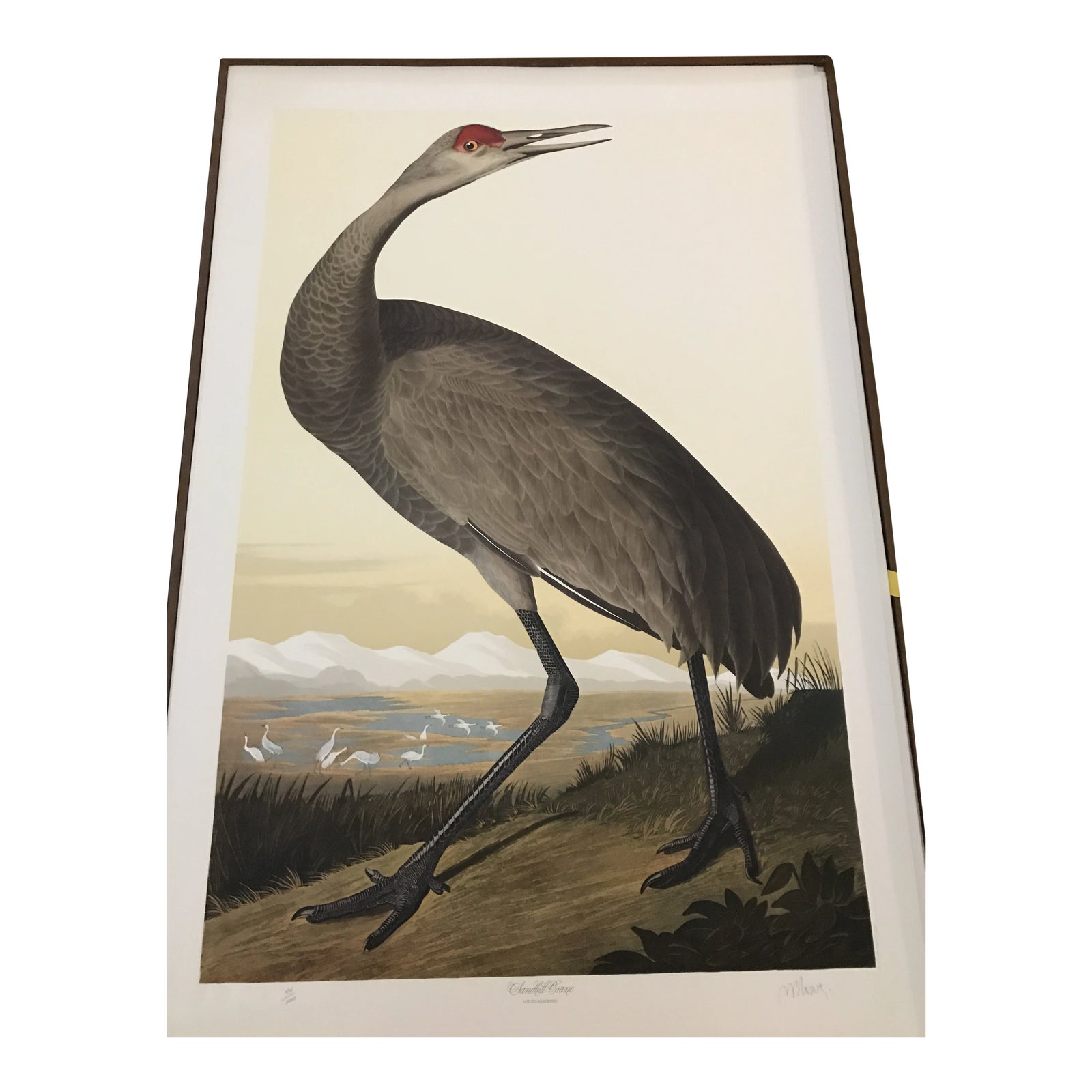 John James Audubon's 'Birds of America'- M. Bernard Loates Edition (Set ...
