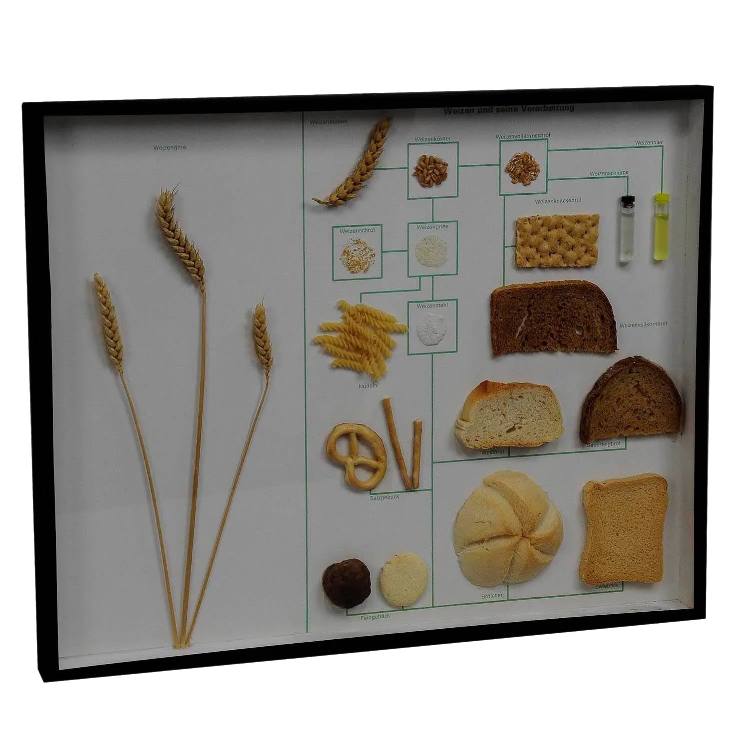 School Teaching Display Corn and Corn Products | Chairish