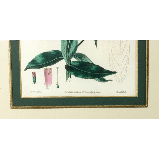 Botanical Hand-Colored Copperplate Engraving of Heart-Leaved Lychnidea ...