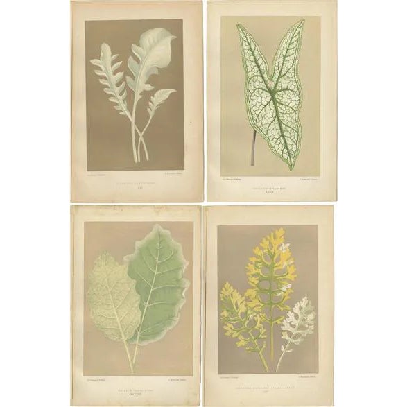 Study of Leaves and Patterns, 1880, Paper, Set of 4 | Chairish