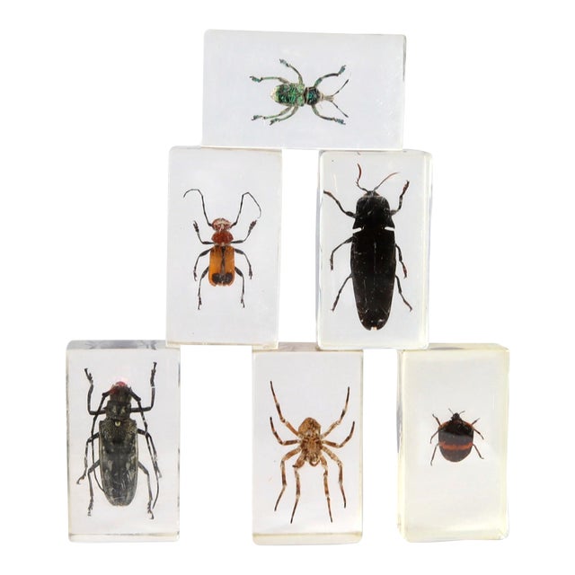 Vintage Entomology "Bugs" Science Specimens - Set of 6 | Chairish