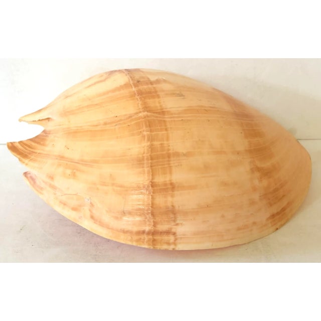 Large Elongated Shell | Chairish