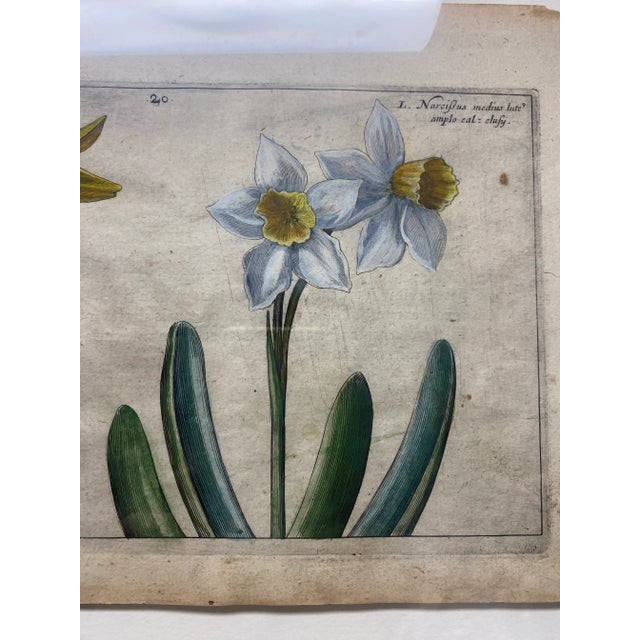 Antique Botanical Narcissus From Hortus Floridus 1614 Woodcut on Paper ...