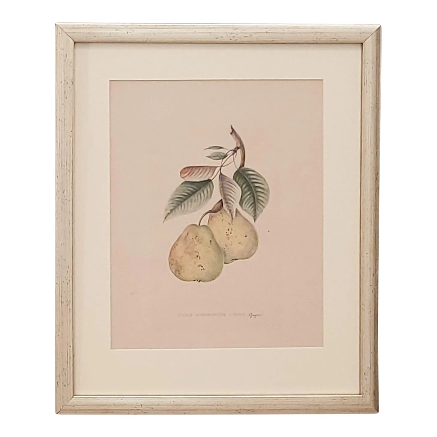 19th Century Hand Colored French Engraving of Pears | Chairish
