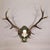 Black Forest Uneven 14 Pointer Red Deer Trophy on Wooden Plaque 1909 ...
