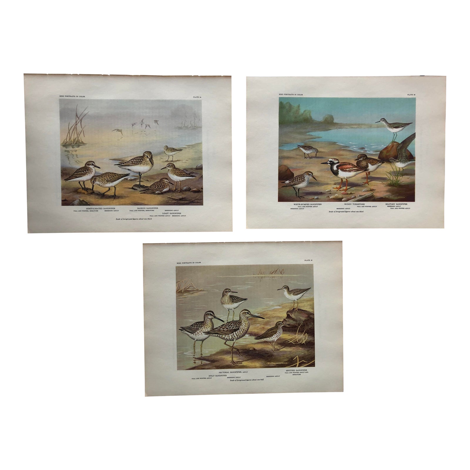 1934 Shorebird Sandpiper Illustrated Color Prints - Set of 3 | Chairish