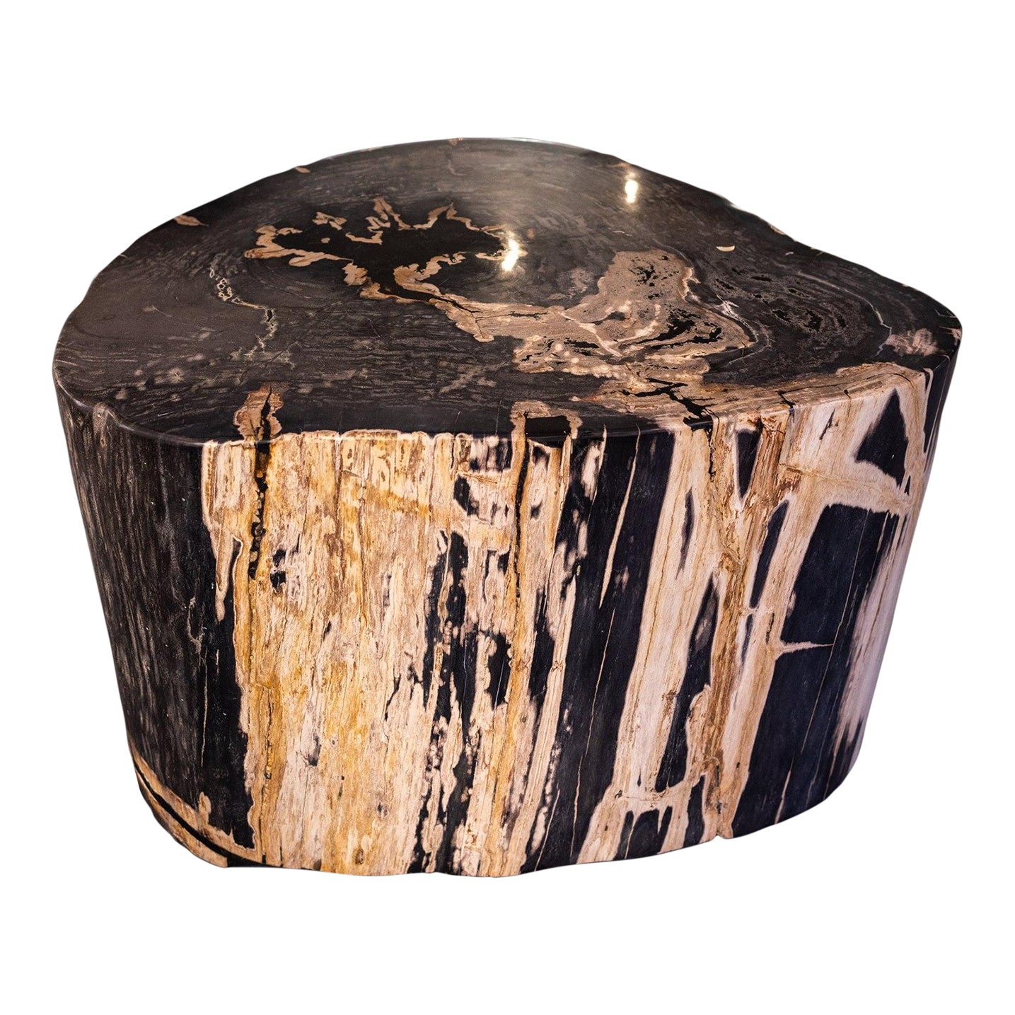 XL Fossilwood Coffee Table Stump | Chairish