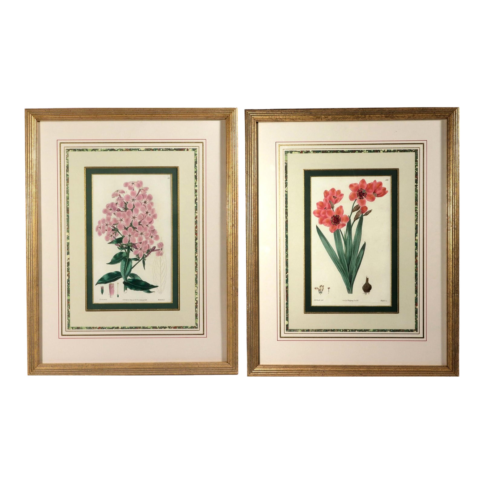 Botanical Hand-Colored Copperplate Engraving of Heart-Leaved Lychnidea ...