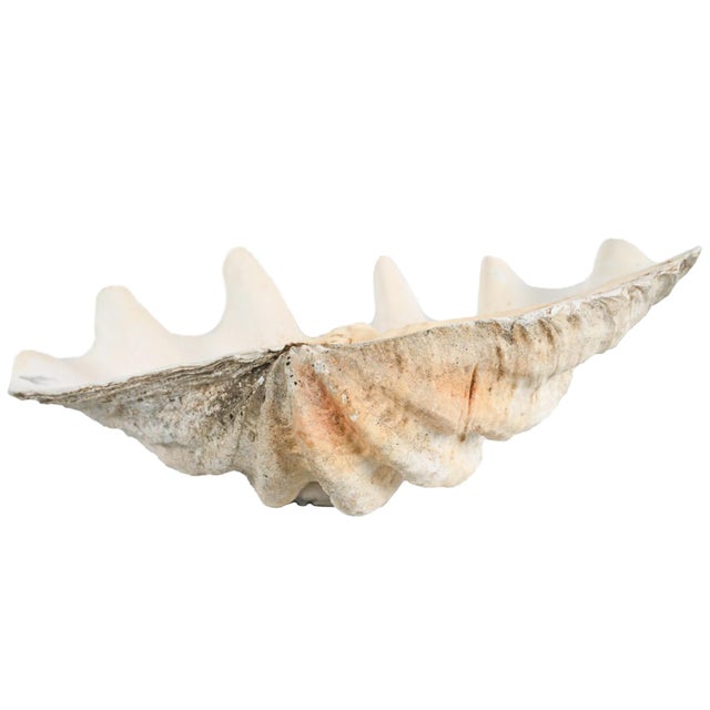 Large Natural Clam Shell | Chairish