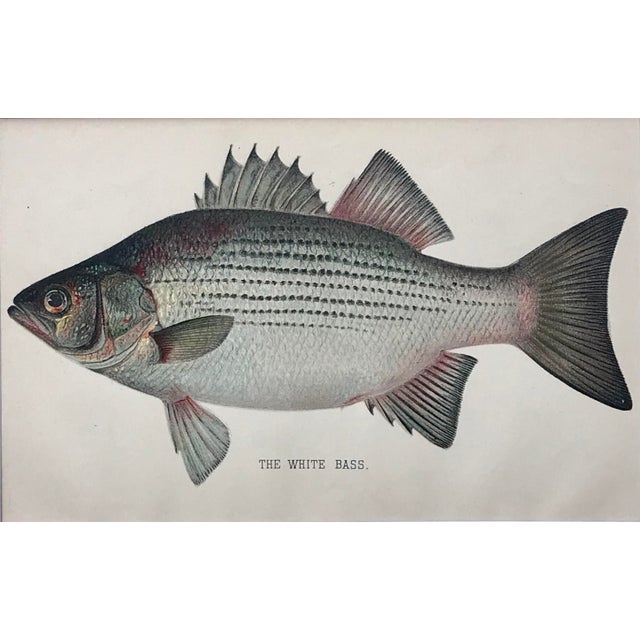 Original Antique Chromolithograph White Bass Fish Print by Tarleton ...