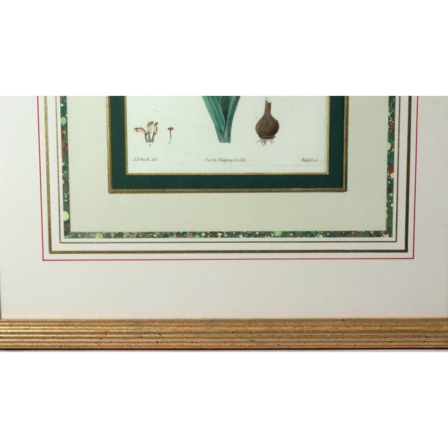 Botanical Hand-Colored Copperplate Engraving of Heart-Leaved Lychnidea ...