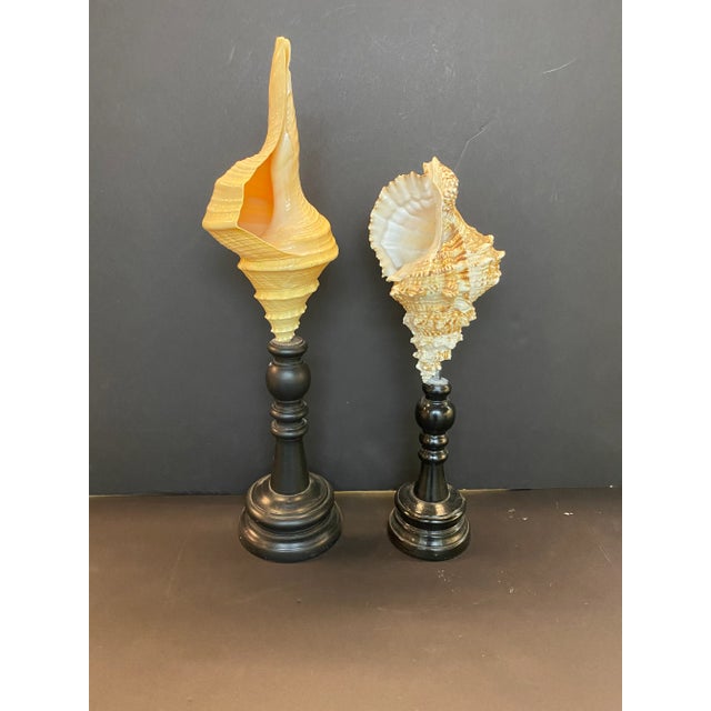 Pair of Late 20th Century Natural Garniture Shell on Stand | Chairish