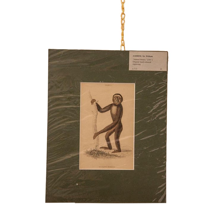Rare Antique Sir William Jardine Monkey Hand-Colored Engraving | Chairish