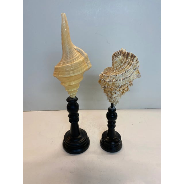 Pair of Late 20th Century Natural Garniture Shell on Stand | Chairish