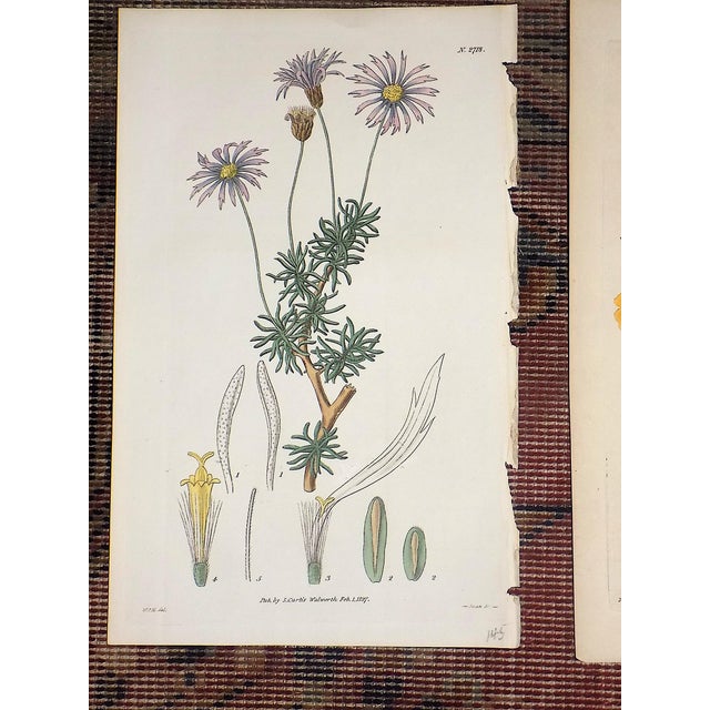 Antique Early 19th Century Hand Colored Copperplate Botanical ...