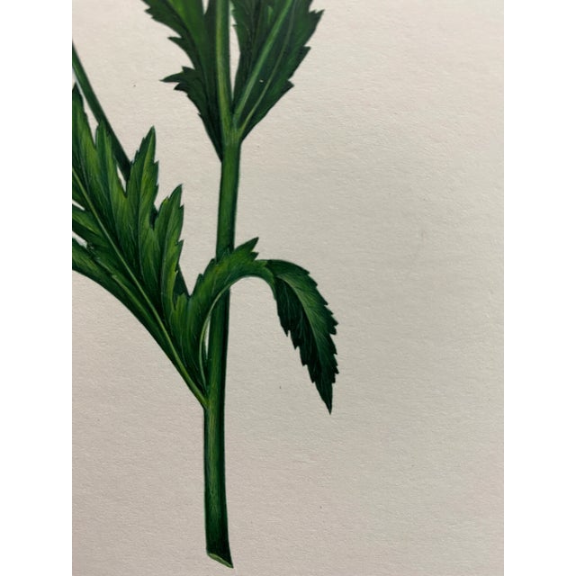 Realistic Poppy Still Life Botanical Painting , Red Poppy Original ...