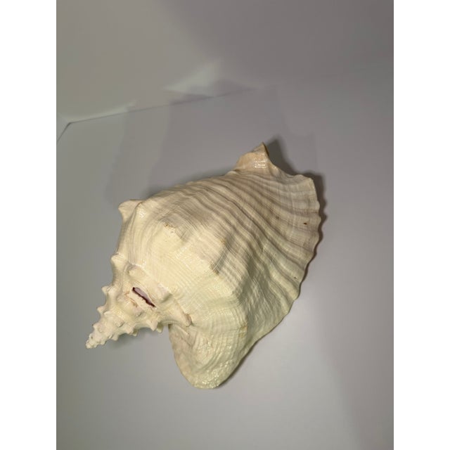 Vintage Caribbean Queen Conch Shell – Bahamas Coastal Style, Circa 1970 ...
