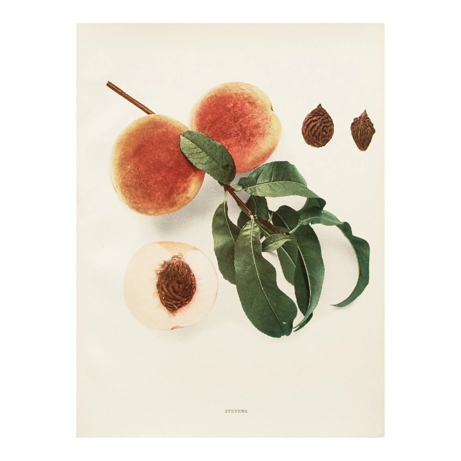 1900s U. P. Hedrick, Original Antique Photogravure of Stevens Peaches ...