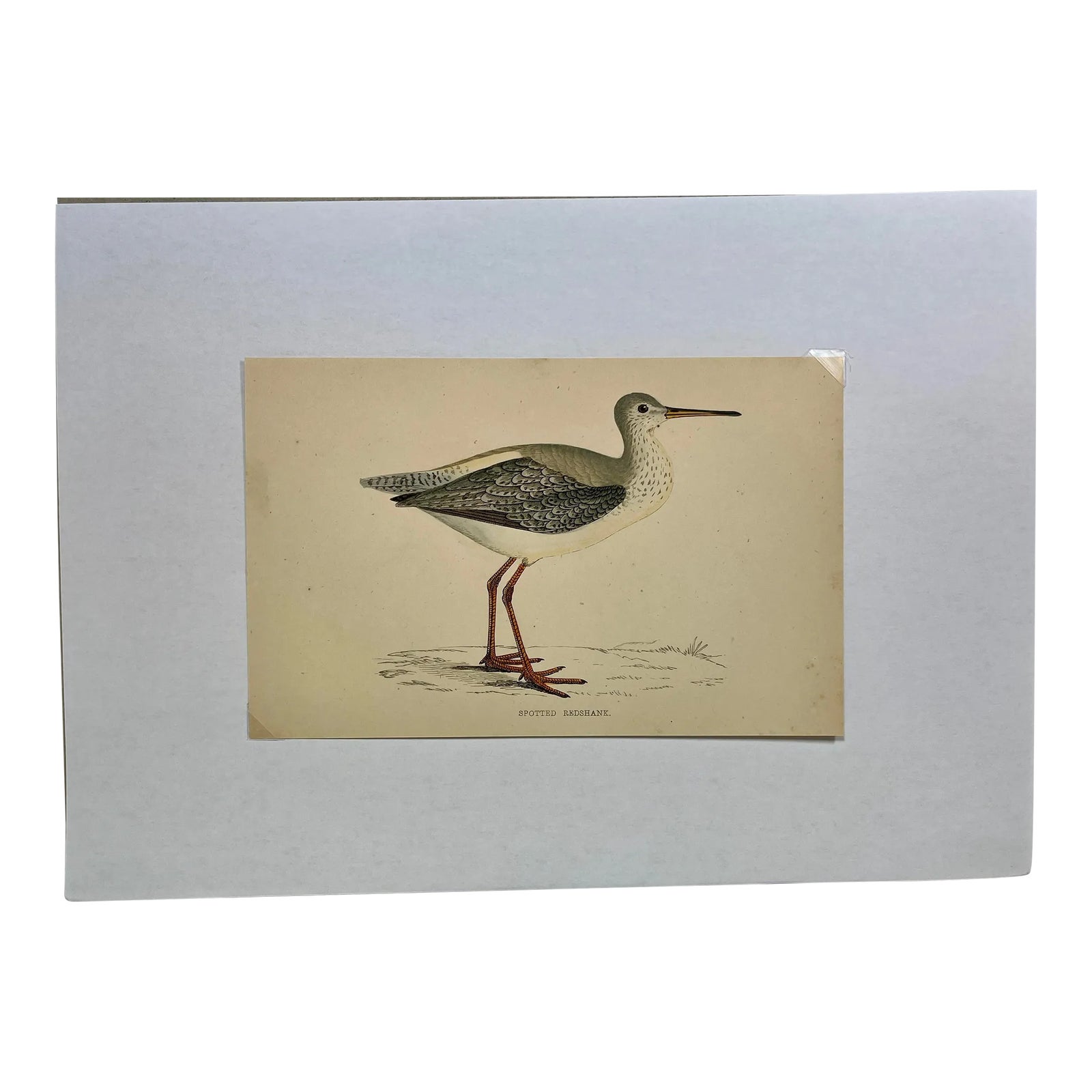 Antique Bird Print From England Showcasing a Spotted Red Shank - Circa ...