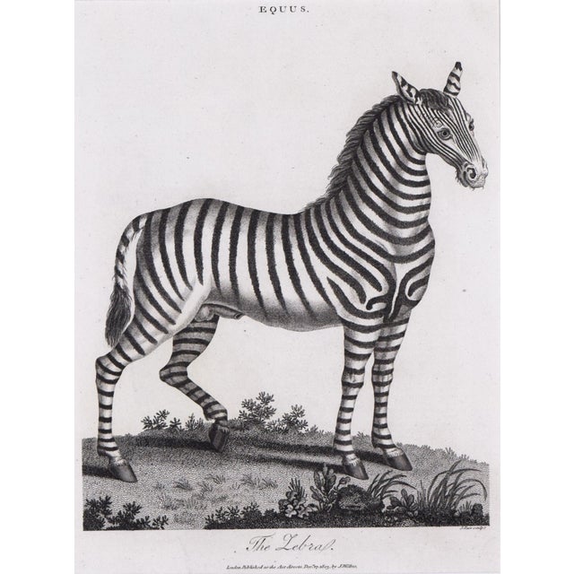 Early 19th C Antique Zebra Engraving for Londonesis by John Wilkes ...