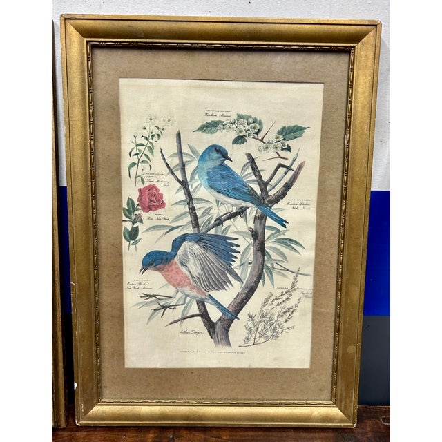 1950s Vintage Arthur Singer Autobahn Bird Prints, a Pair Framed | Chairish