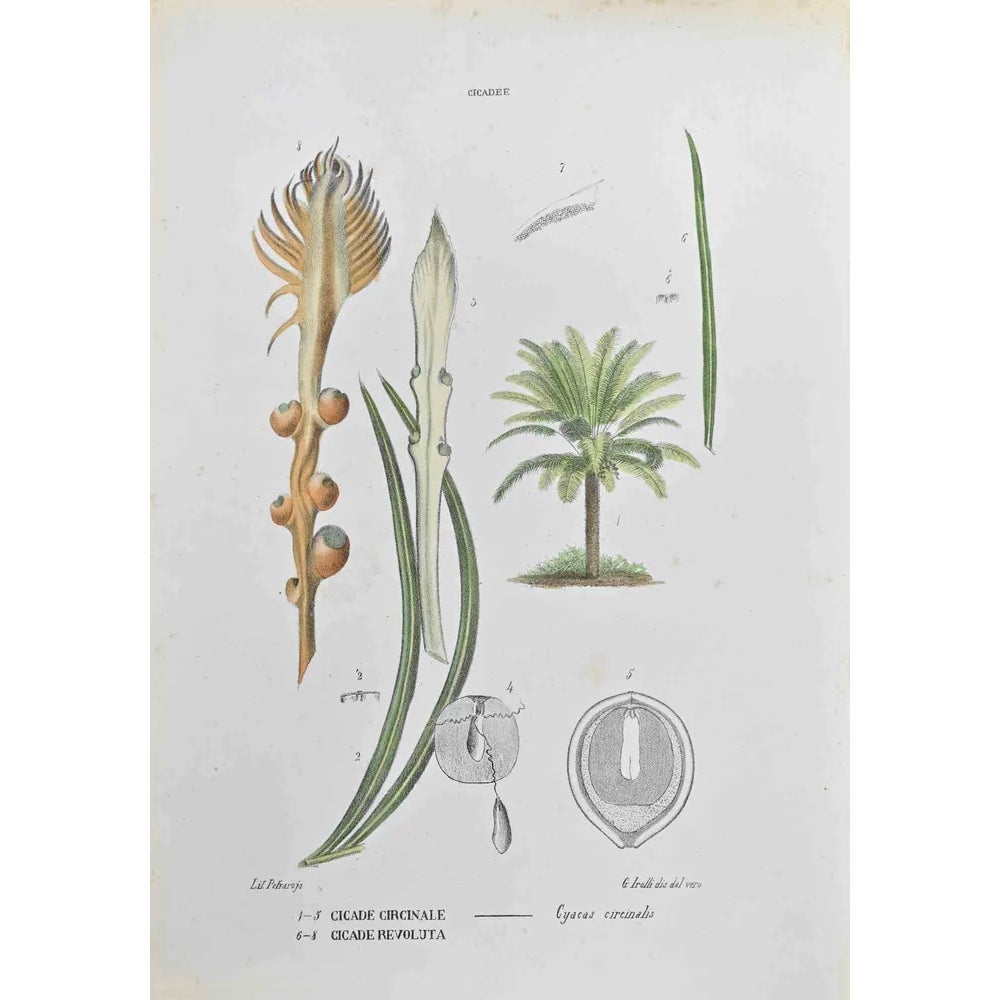 Vincenzo Tenore, Cycads, Lithograph, 1870s | Chairish