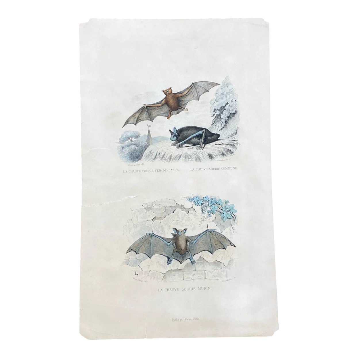 French Antique 18th Century "La Chauve Souris Fer-De-Lance" Bat ...