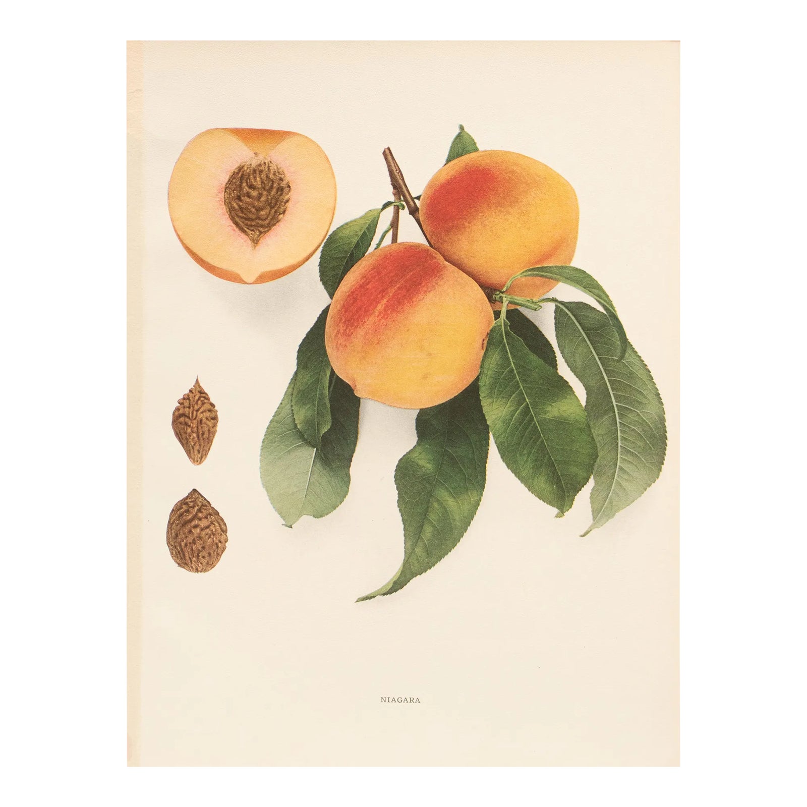 1900s U. P. Hedrick, Original Antique Photogravure of Niagara Peaches ...