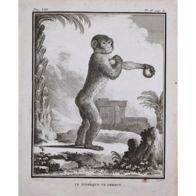 18th Century Original French Monkey Engraving by Buffon 1789 | Chairish