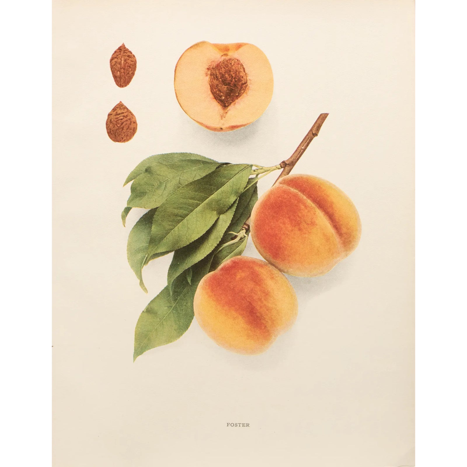 1900s U. P. Hedrick, Original Antique Photogravure of Foster Peaches ...
