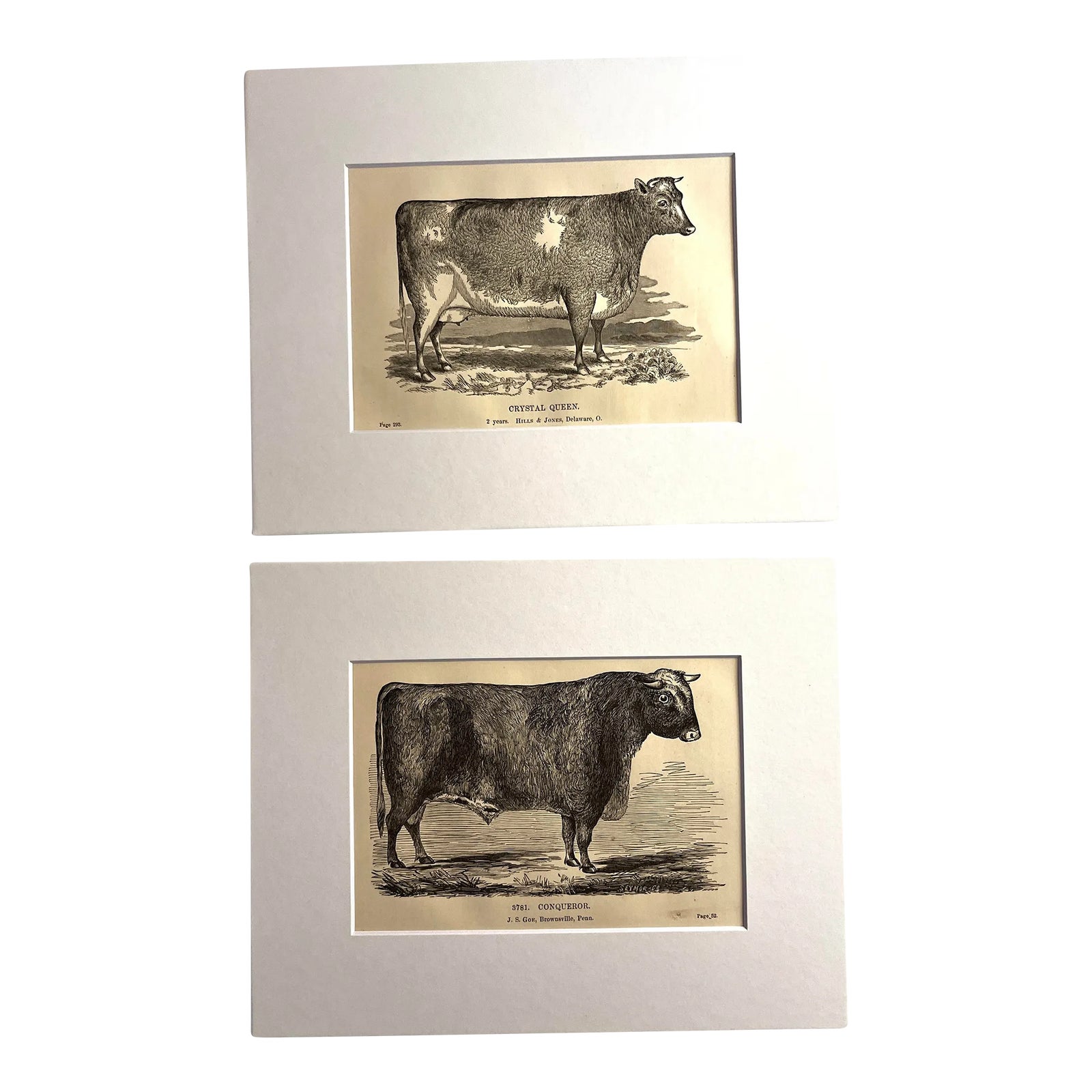 19th C. Bull and Cow Prints Set/2 | Chairish