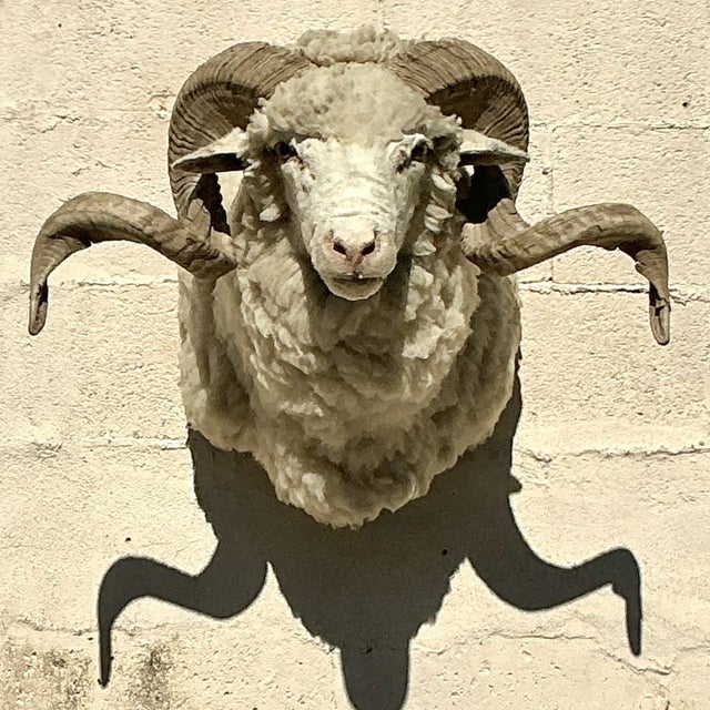 Vintage Boho Taxidermy Sheep Mount | Chairish