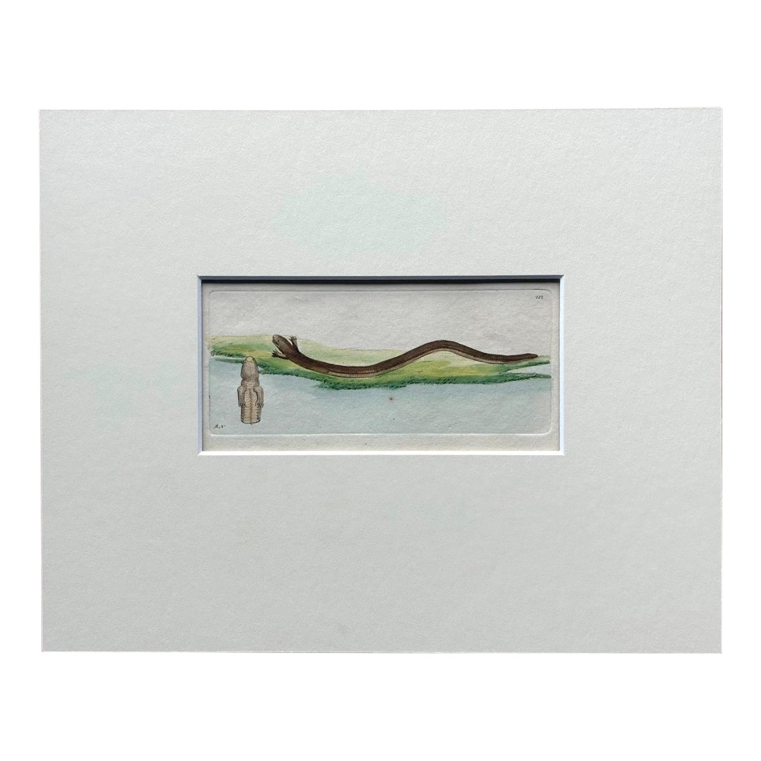Shaw & Nodder HandiColored Copper Engraving, 1783 "Lumbriciform Lizard ...