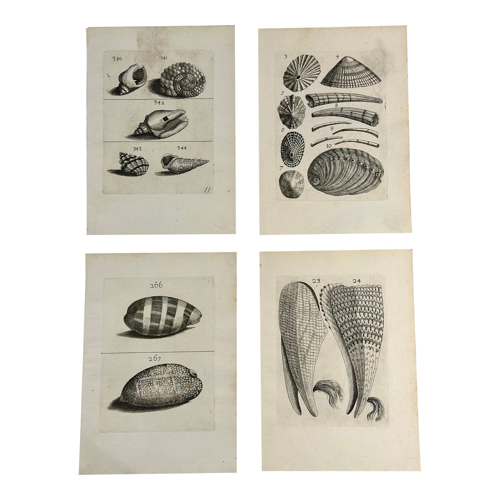 Set of 4 Shell Antique Engravings, Circa 1740 | Chairish