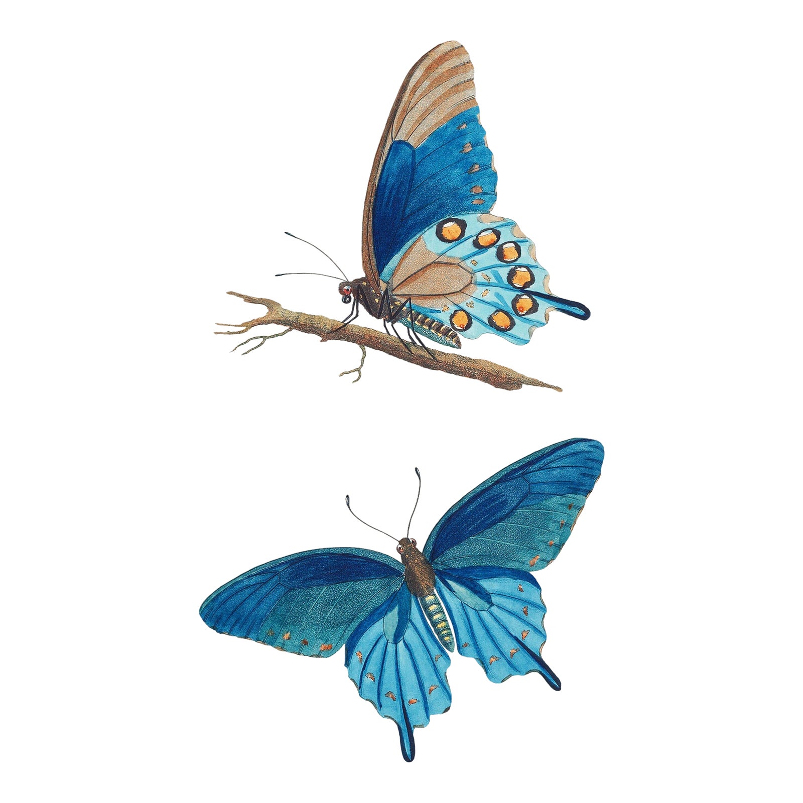 Butterflies by Thomas Say, Vintage Entomology Art Print Reproduction ...