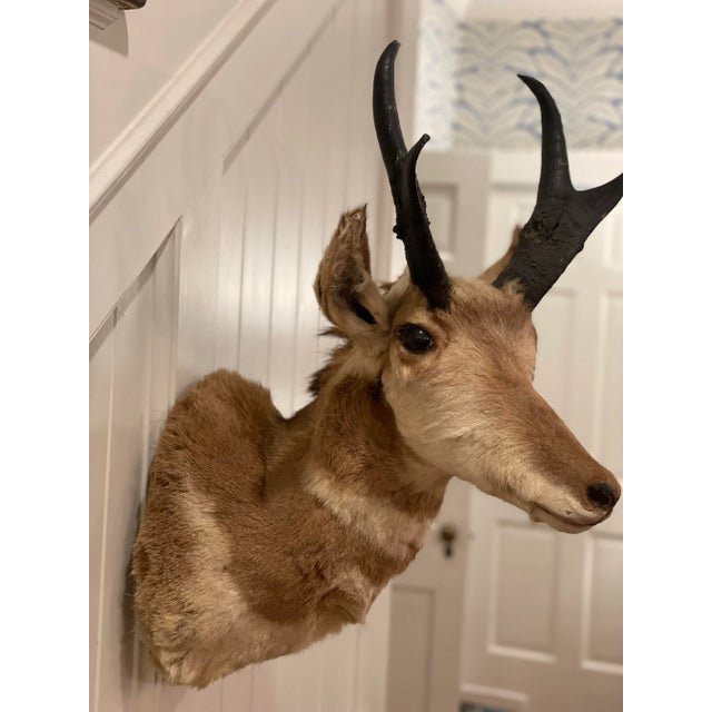 Mid-Century North American Pronghorn Antelope Buck Trophy Shoulder ...