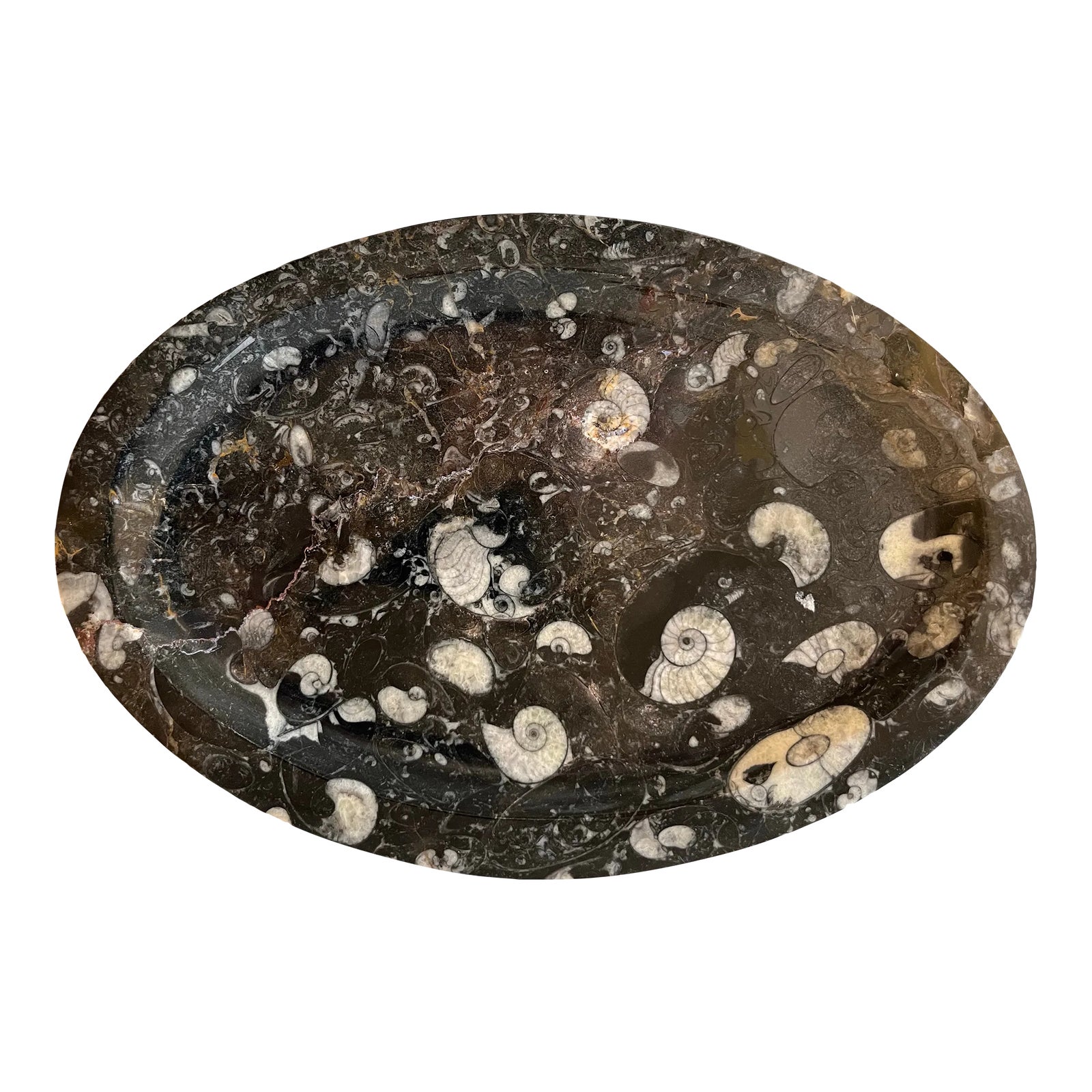 Vintage Mid Century Orthoceras Sea Shell Ammonite Fossil Plate | Chairish