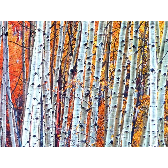 Peter Lik "Harmony" Fine Art Photograph of Aspen, Co | Chairish