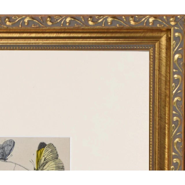 19th Century English Hand Colored Butterfly Engraving by Goldsmith ...