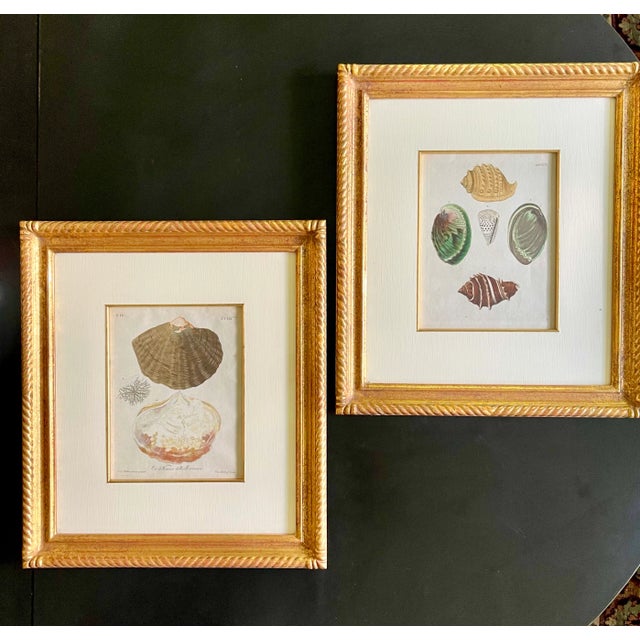 18th C. Sea Life Bookplates by Georg Wolfgang Knorr (1705-1761) | Chairish