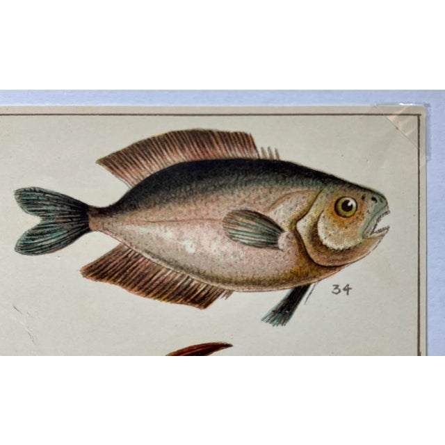 Antique Fish Print From England Featuring a Black Fish, Ray’s Bream ...