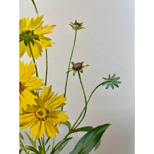 Antique Botanical Print From England Showcasing Bright Yellow Lance ...