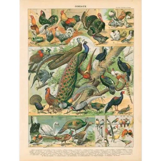 Vintage Peacocks & Friends Archival Print | Chairish