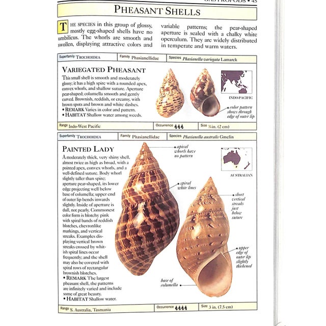 "Shells: The Visual Guide to More Than 500 Species of Seashells From ...